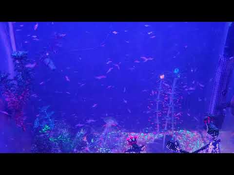 49 Minutes of SEA-MONKEYS Swimming in the Glowing Moonlight - YouTube