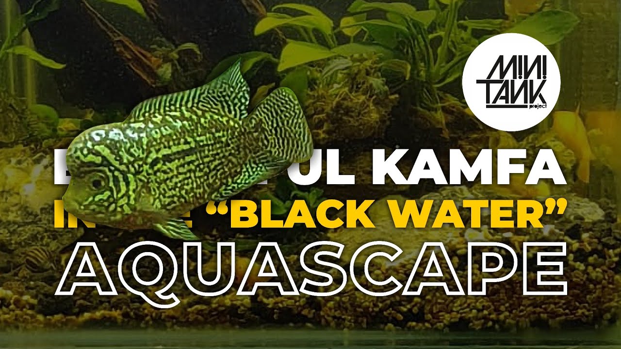 Beautiful Kamfa in the "Black Water" aquascape #aquascape #fish # ...