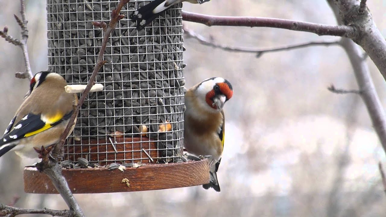 Tengelice, zöldike III. Gold finch, green finch III. - YouTube