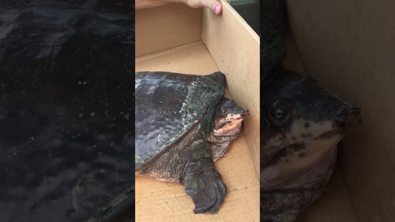 Bottleneck turtle rescue - YouTube