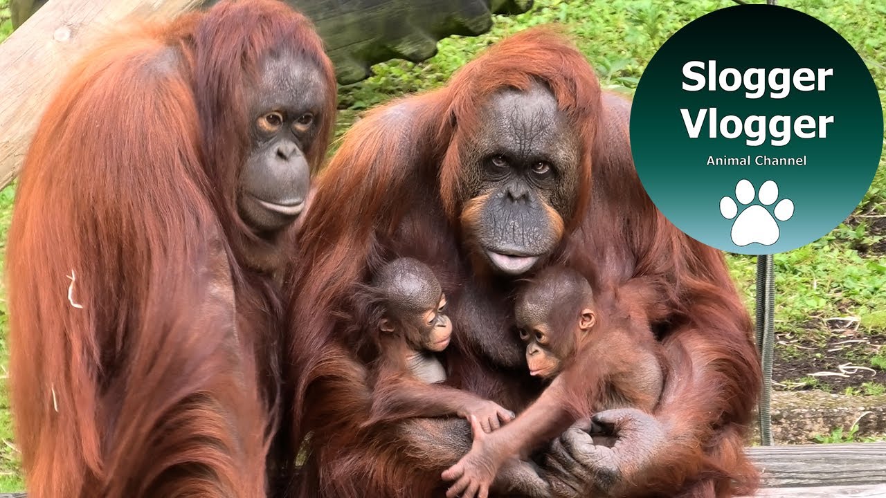 Magic Moment As Orangutan Mother Has First Interaction With Her Baby ...