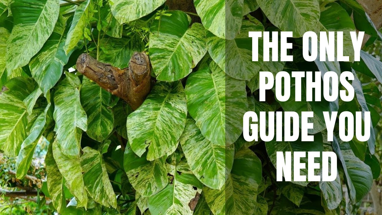 Pothos Plant Guide 🌿 Varieties + Care Essentials (Marble, Cebu Blue ...