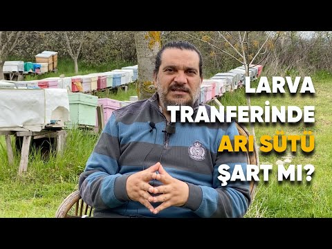 Larva Transferinde Arı Sütü Şart mı?