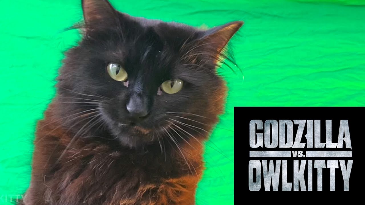 Godzilla vs. OwlKitty (Behind the Scenes) - YouTube