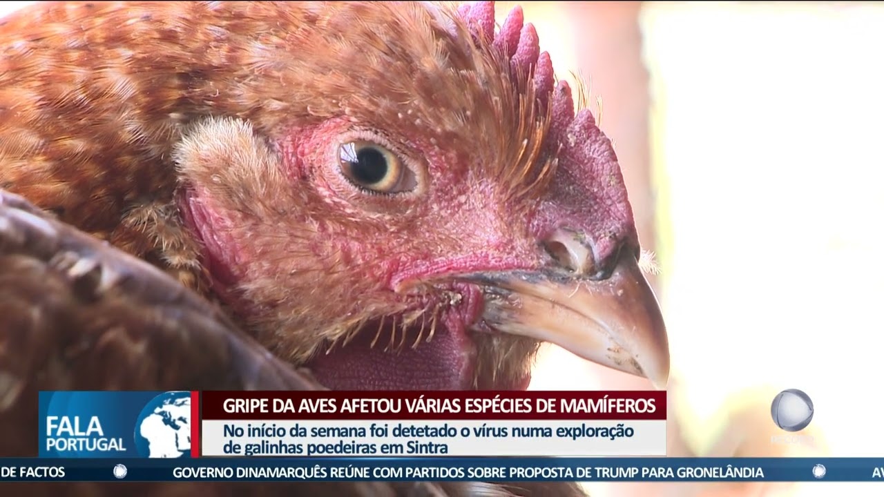 Vídeo: Gripe da Aves afetou várias espécies de mamíferos – Trás-os ...