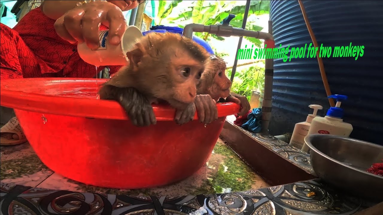 Mother bathing baby monkeys Bibo and Bibi - YouTube