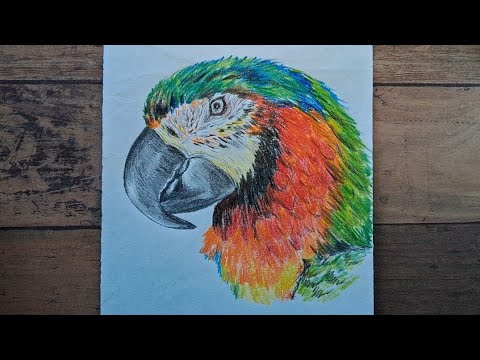 Parrot Drawing || How To Draw Realistic Parrot Step by Step || Easy ...