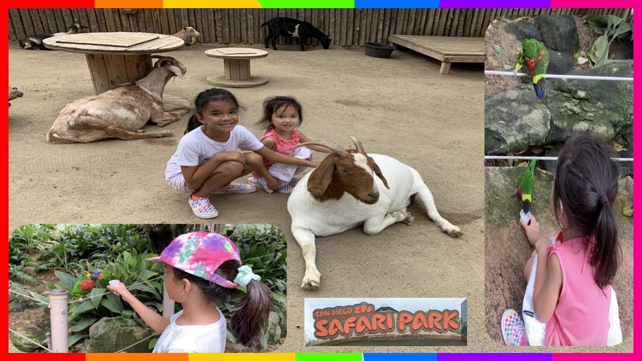 San Diego Zoo Safari Park Lorikeet Landing Petting Kraal YouTube san-diego-zoo-safari-park-lorikeet-landing-petting-kraal-youtube