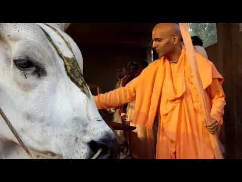 ISKCON Vrindavan Goshala - HH Bhakti Rasamrita Swami - YouTube