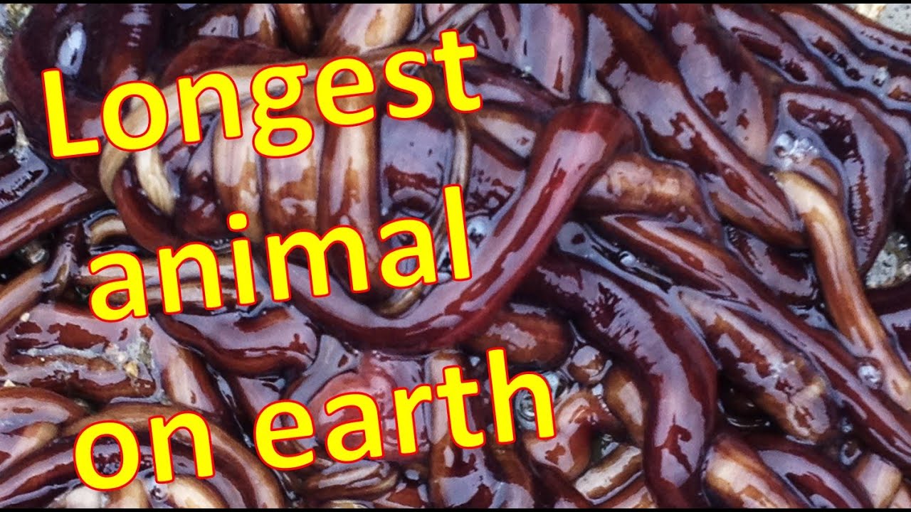 Bootlace Worm, LONGEST creature on earth! - YouTube
