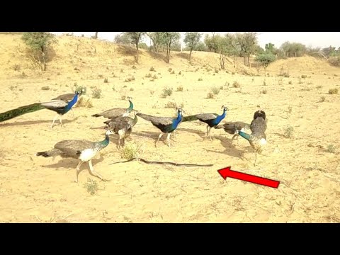 रेगिस्तान में जब काले सांप और मोरों के झुंड का हुआ आमना सामना | Peacock ...
