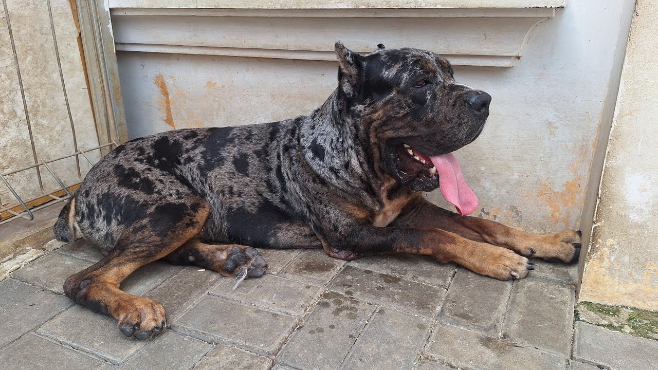 SATU - SATUNYA CANE CORSO MERLE DI INDONESIA ‼️ PUPPY CANE CORSO WARNA ...