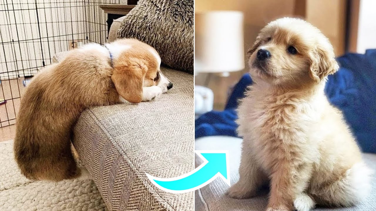 ️ PERRITOS LINDOS haciendo cosas DIVERTIDAS 2020 ️ #6 Los Perros más ...