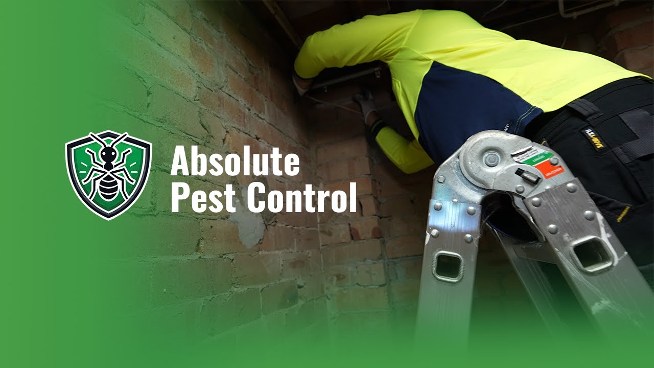 Absolute Pest Control - YouTube