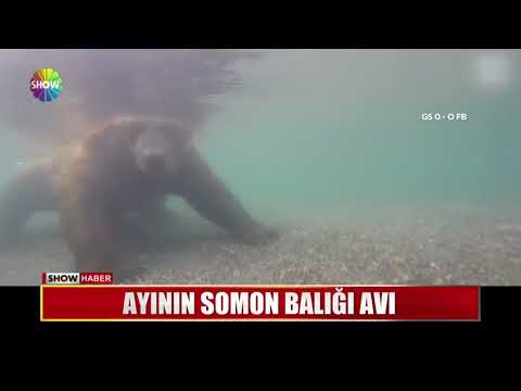 Ayının Somon Balığı avı