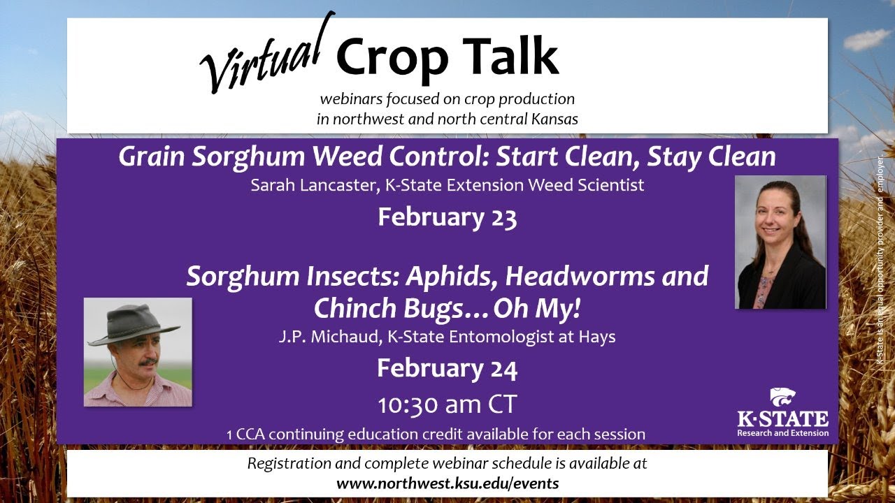 Crop Talk: Grain Sorghum Weed Control: Start Clean, Stay Clean - YouTube
