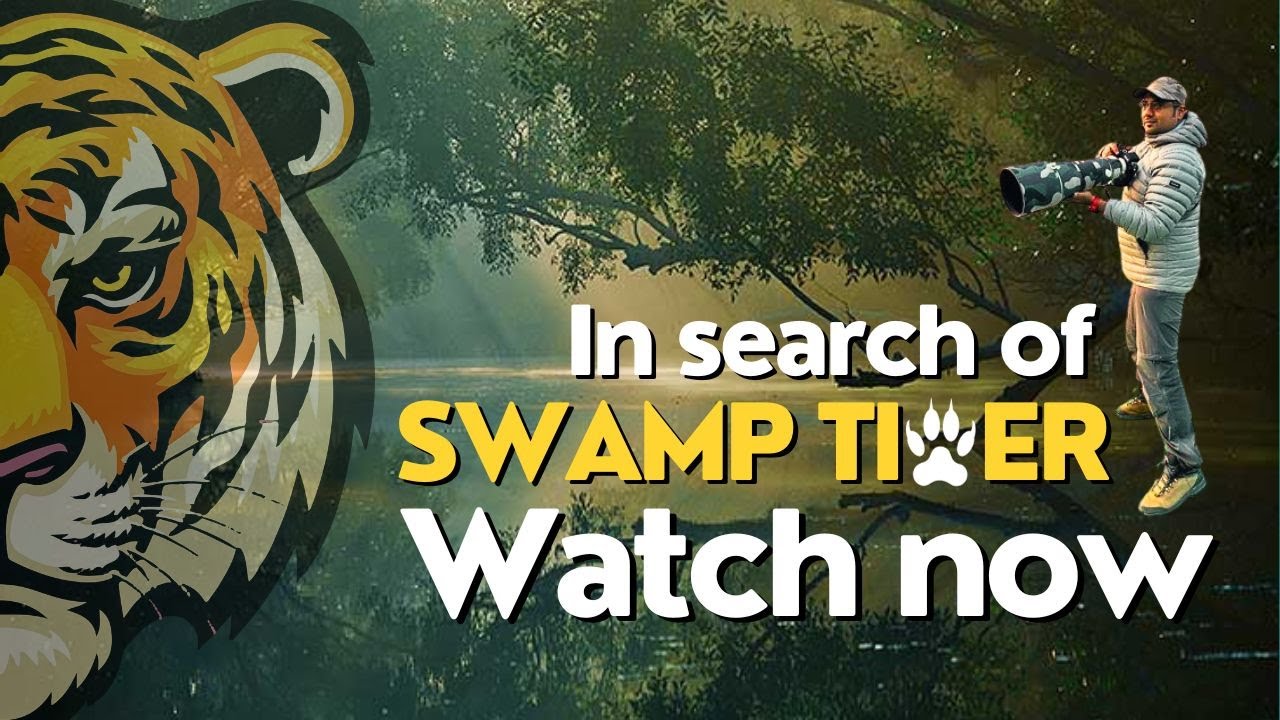In search of swamp tiger || Sundarban Diaries || Swarnendu wildlife ...