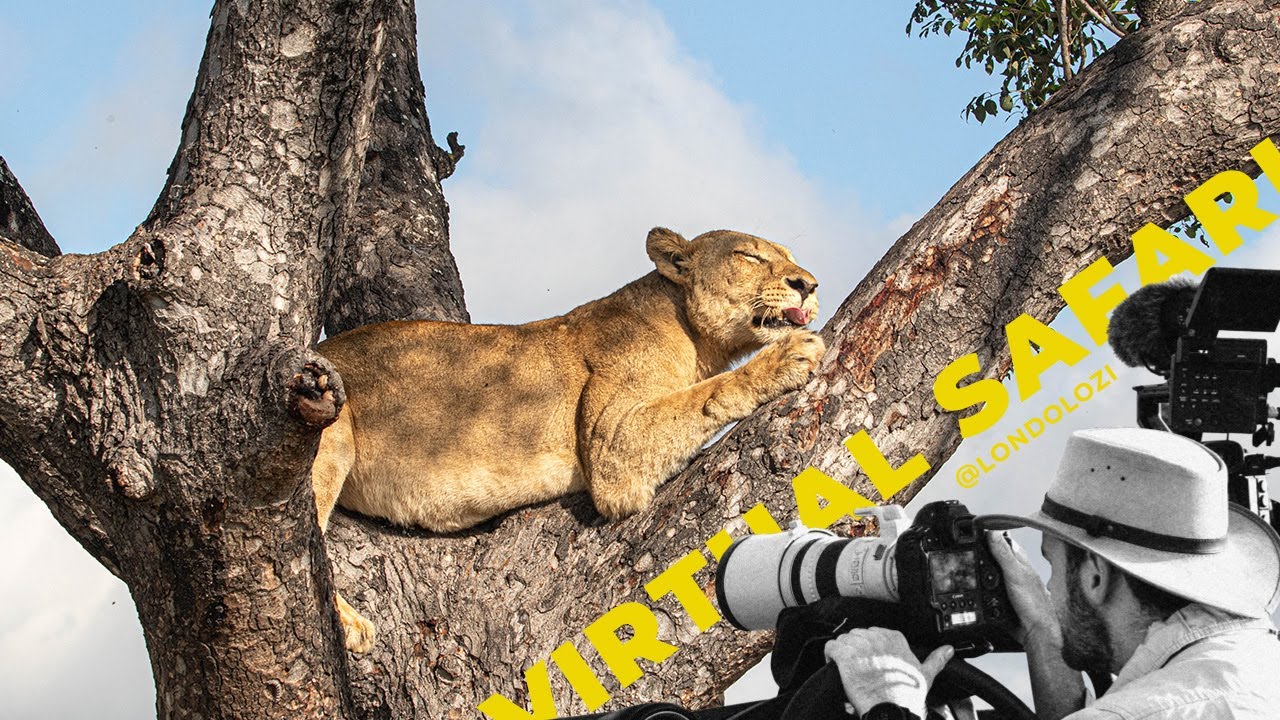 Lions Climb Tree To Steal Ostrich Carcass From Leopard - Virtual Safari ...