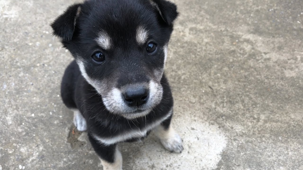 Wild dog burst into tears after being helped - YouTube