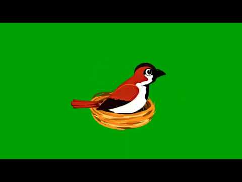 Bird nest green screen | bird cartoon | bird animation | chidiya gonsla ...
