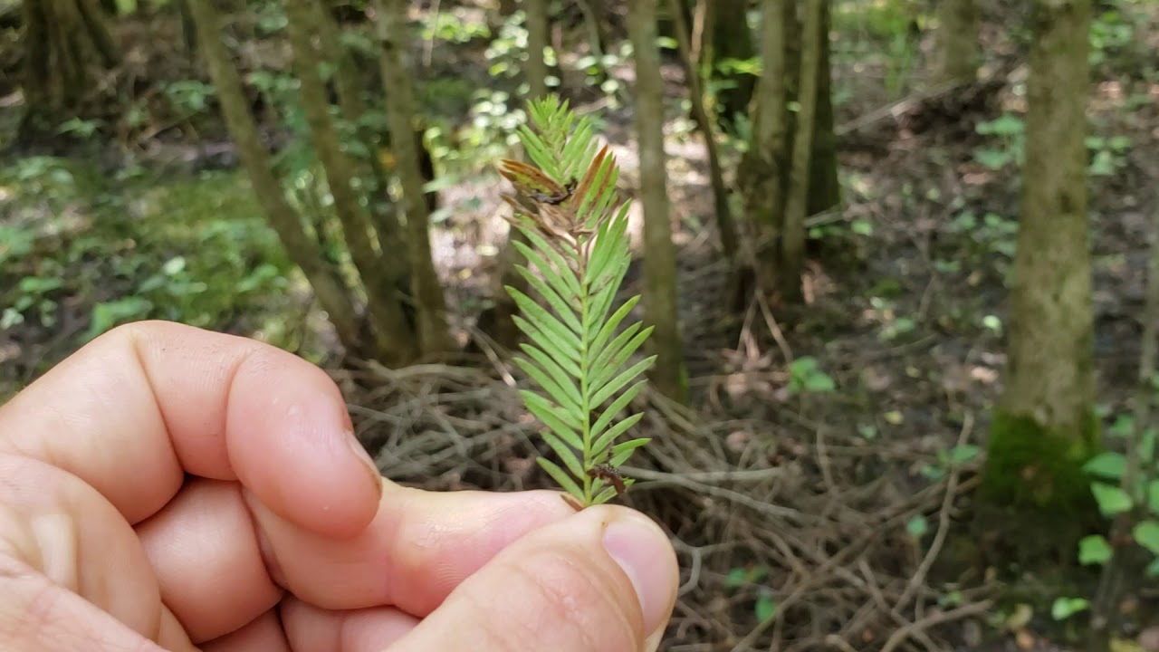 (#101) Bald "Cypress" Swamps and deciduous conifers, Taxodium distichum ...