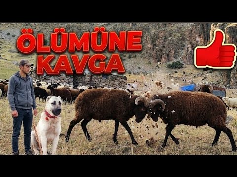 Koçların Savaşı: Çılkaniya'da Hasat ve Biten Tüp