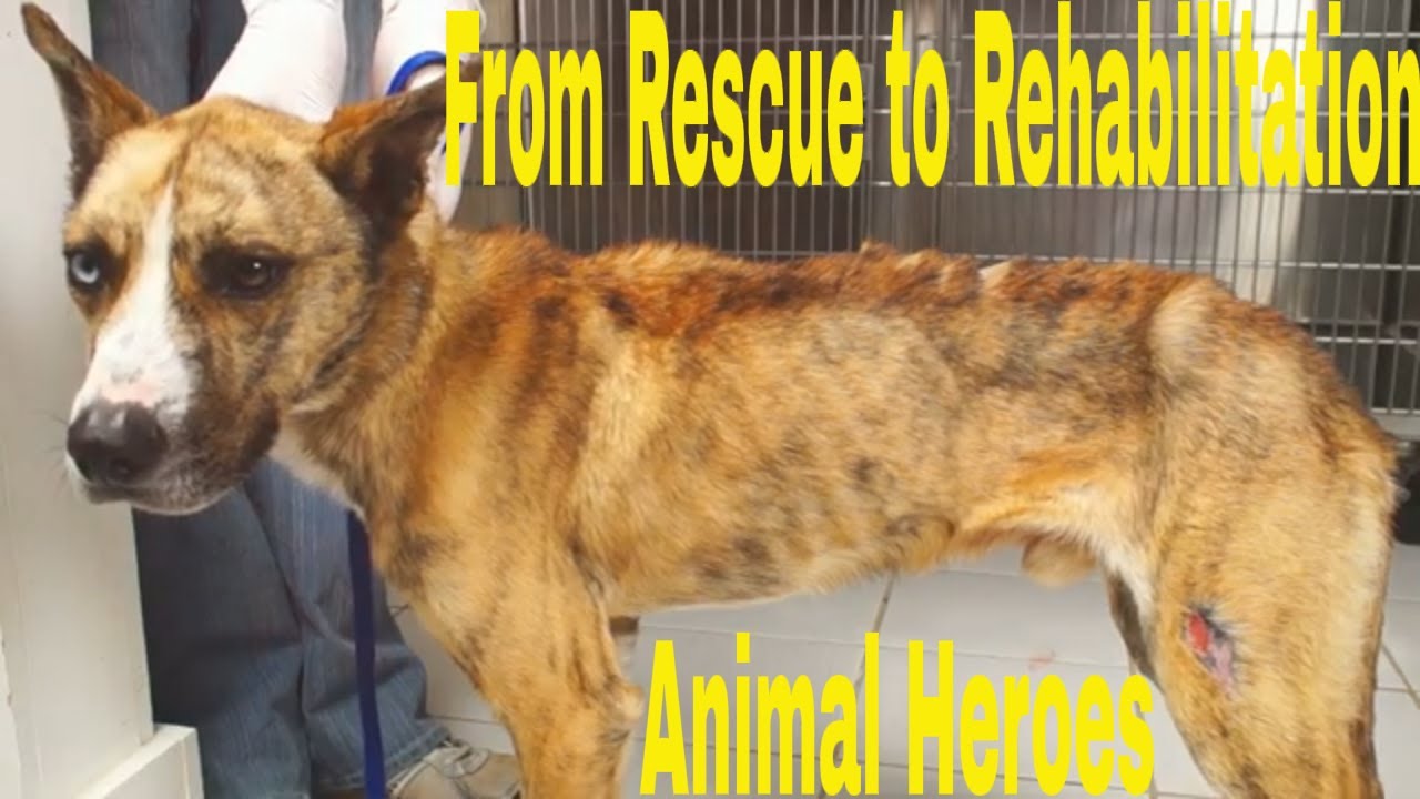 Top Animal Rescues To Rehabilitation. - YouTube
