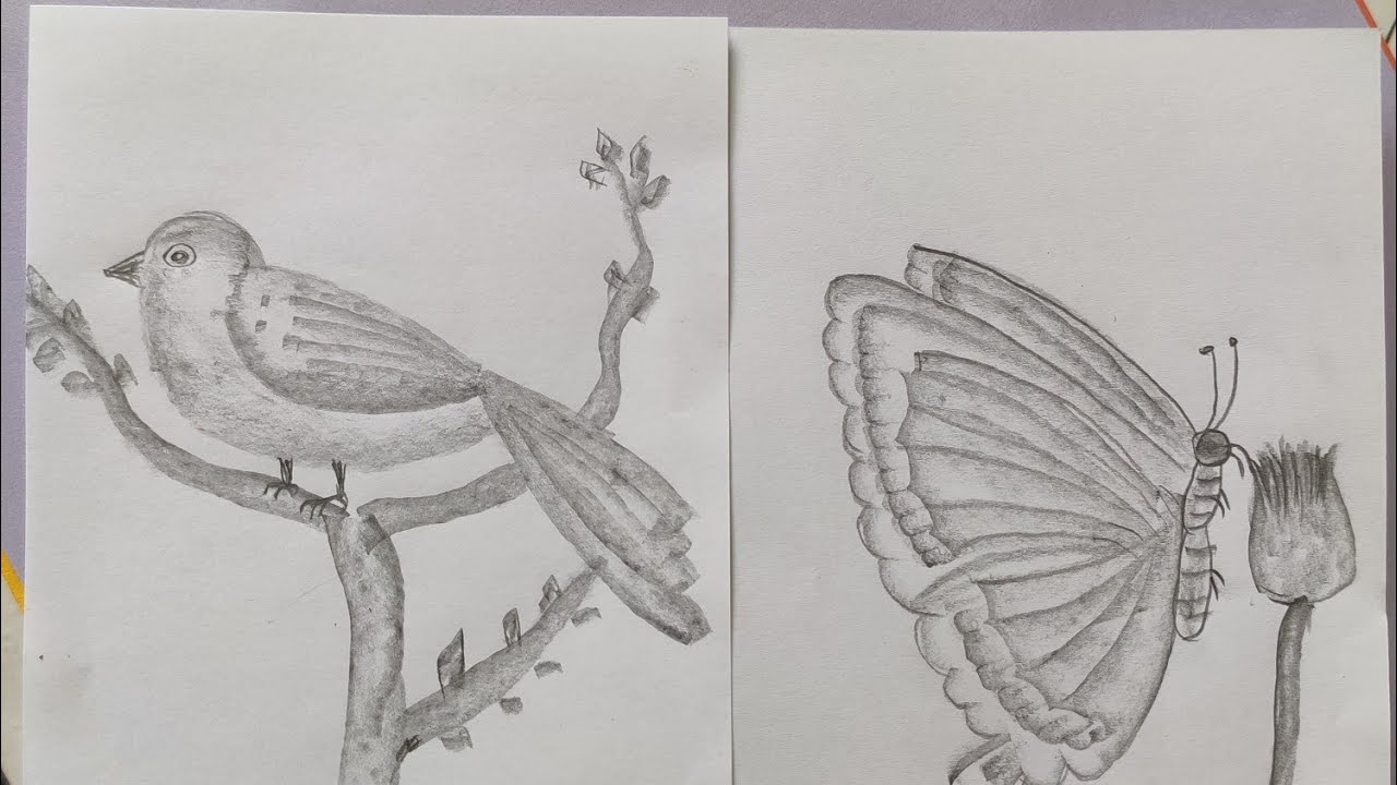 How to draw a pencil shade butterfly 🦋🦋 drawing - YouTube