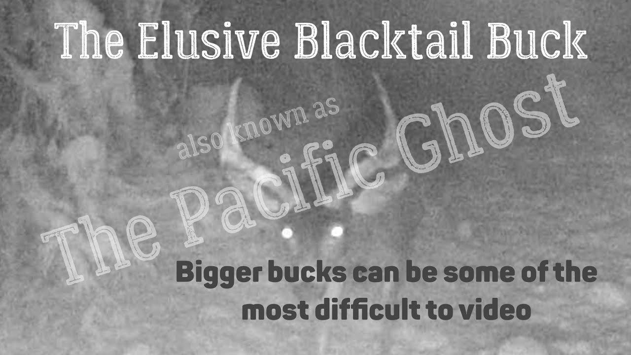 The elusive Blacktail Buck Part 1 - Trail Camera Adventures Wildlife of ...