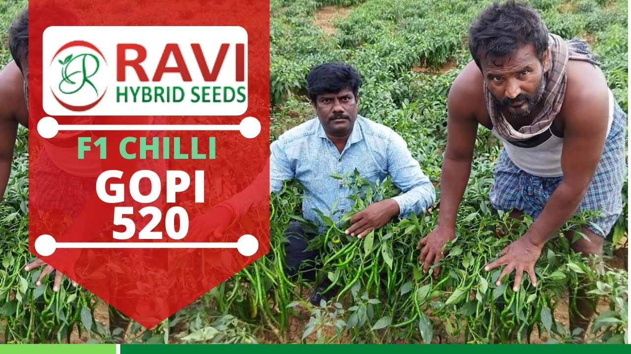 F1 Chilli Gopi-520 Ravi Hybrid Seeds || virus tolerant || mirchi best ...