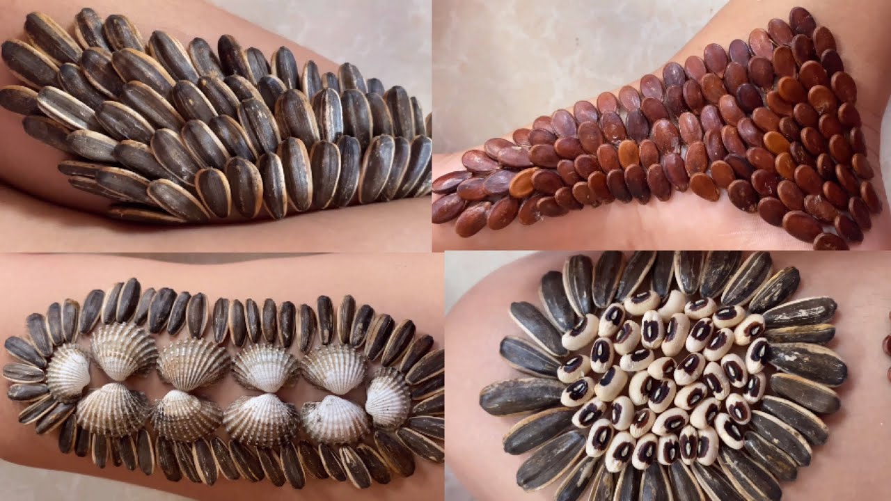 My fake ticks, Remove sunflower seed tick - YouTube