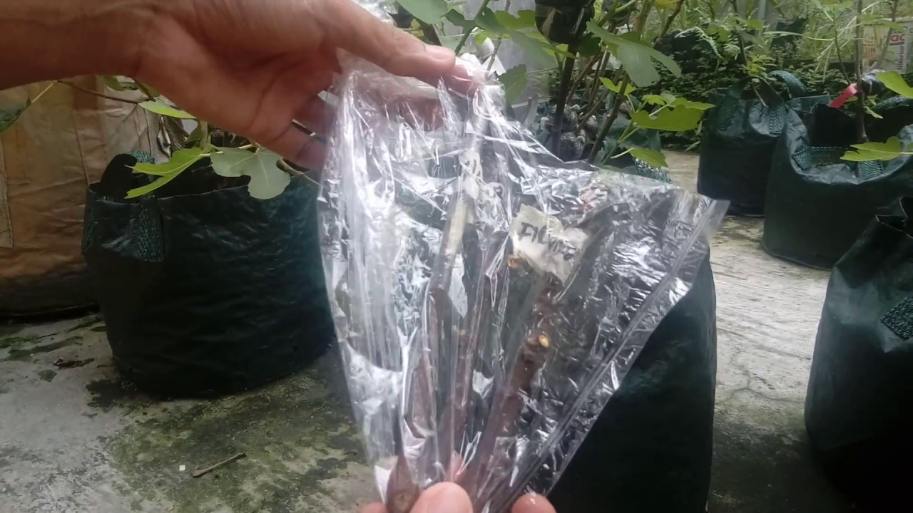 Easy Ways To Get Callus on Fig Cuttings - YouTube