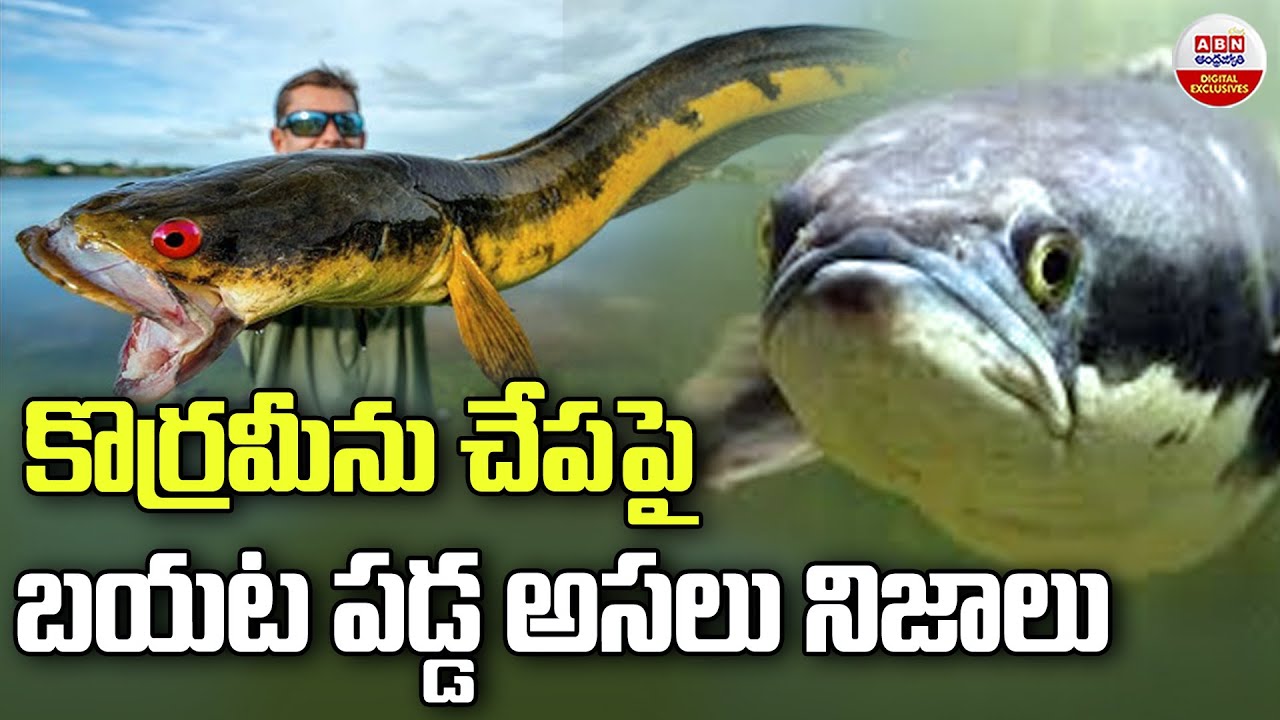 కొర్రమీను చేపపై బయట పడ్డ అసలు నిజాలు | Korra Meenu Fish| Real Facts ...