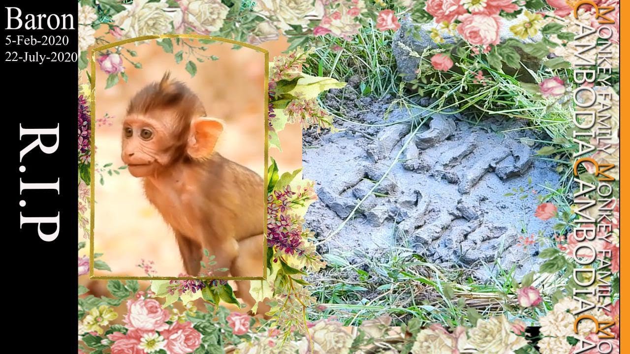 Baron's Funeral| All The Monkeys Cried When We Bury Baron - YouTube