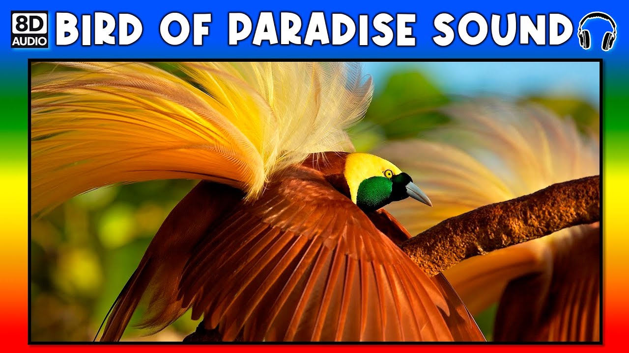 BIRD OF PARADISE SOUND - BIRD OF PARADISE SOUND EFFECT - SOUND OF BIRD ...