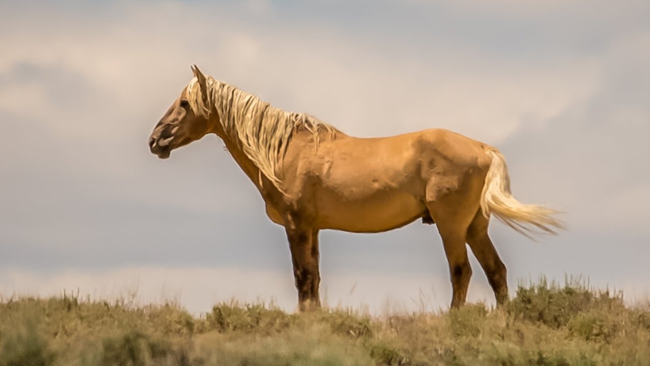 Wild Wonders of America in Colorado Wild Mustangs of Sand Wash Basin by ...