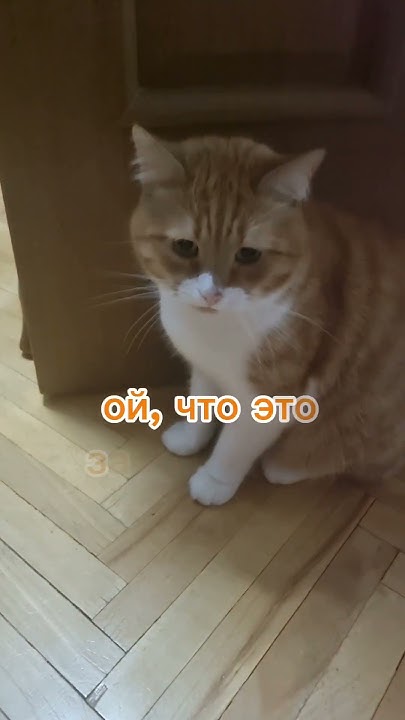 Шарик и дорожка #домашниепитомцы #cat #котшарик #кот #рыжиекотики # ...