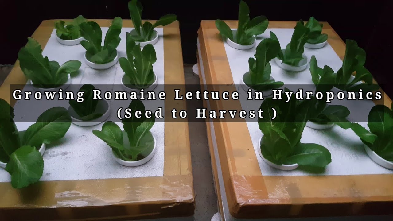 Growing Romaine Lettuce in Hydroponics from Seed to Harvest lualhati ...