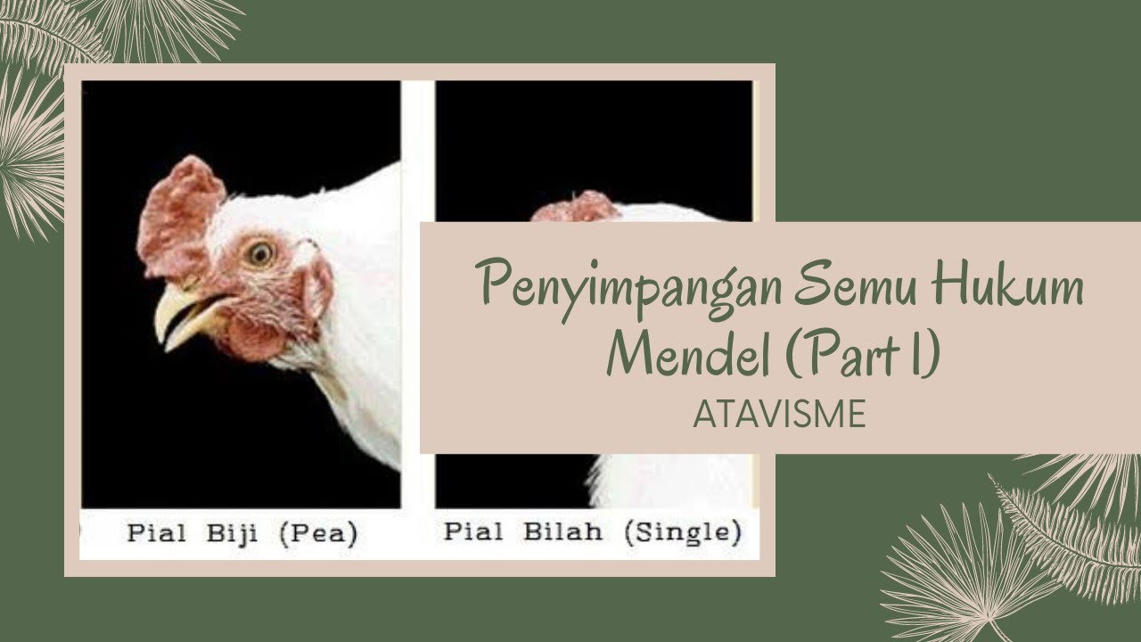 ATAVISME || PENYIMPANGAN SEMU HUKUM MENDEL #biologismakelas12 #atavisme ...