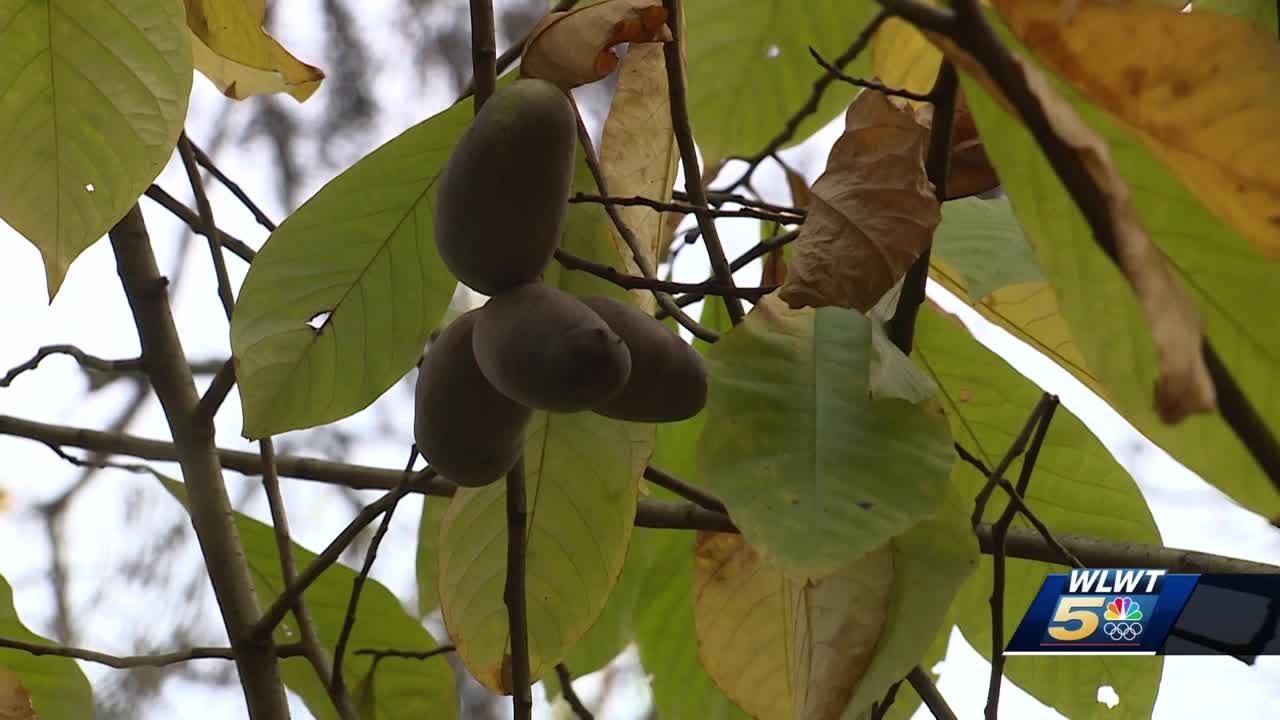 Ohio's only native fruit now in season around Greater Cincinnati - YouTube