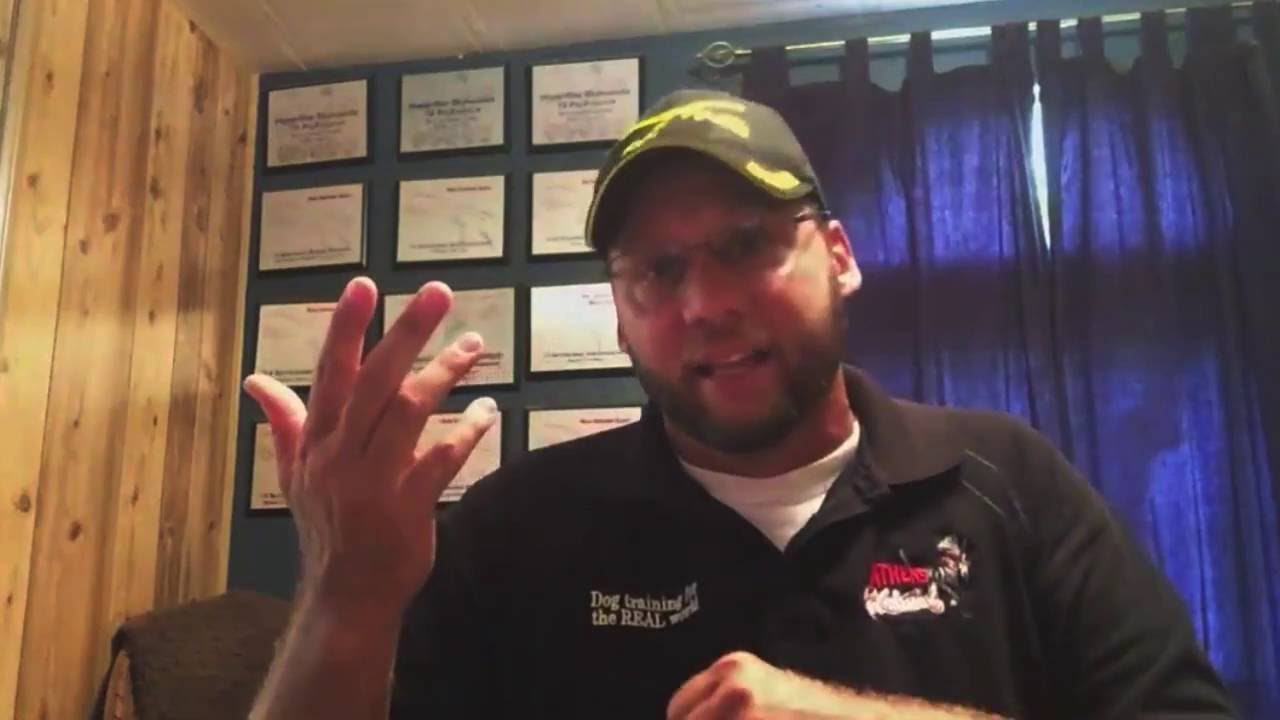 Steve Mize Project Success - Does Allure Hold Up To Pets? - YouTube