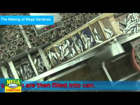 Newest catching to canning video of Mega Sardines - YouTube
