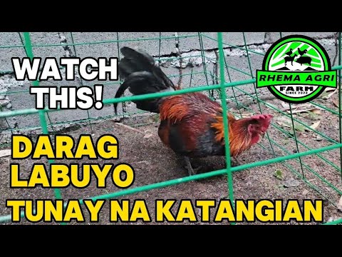 Ang TUNAY na KATANGIAN | DARAG at LABUYO na MANOK - YouTube