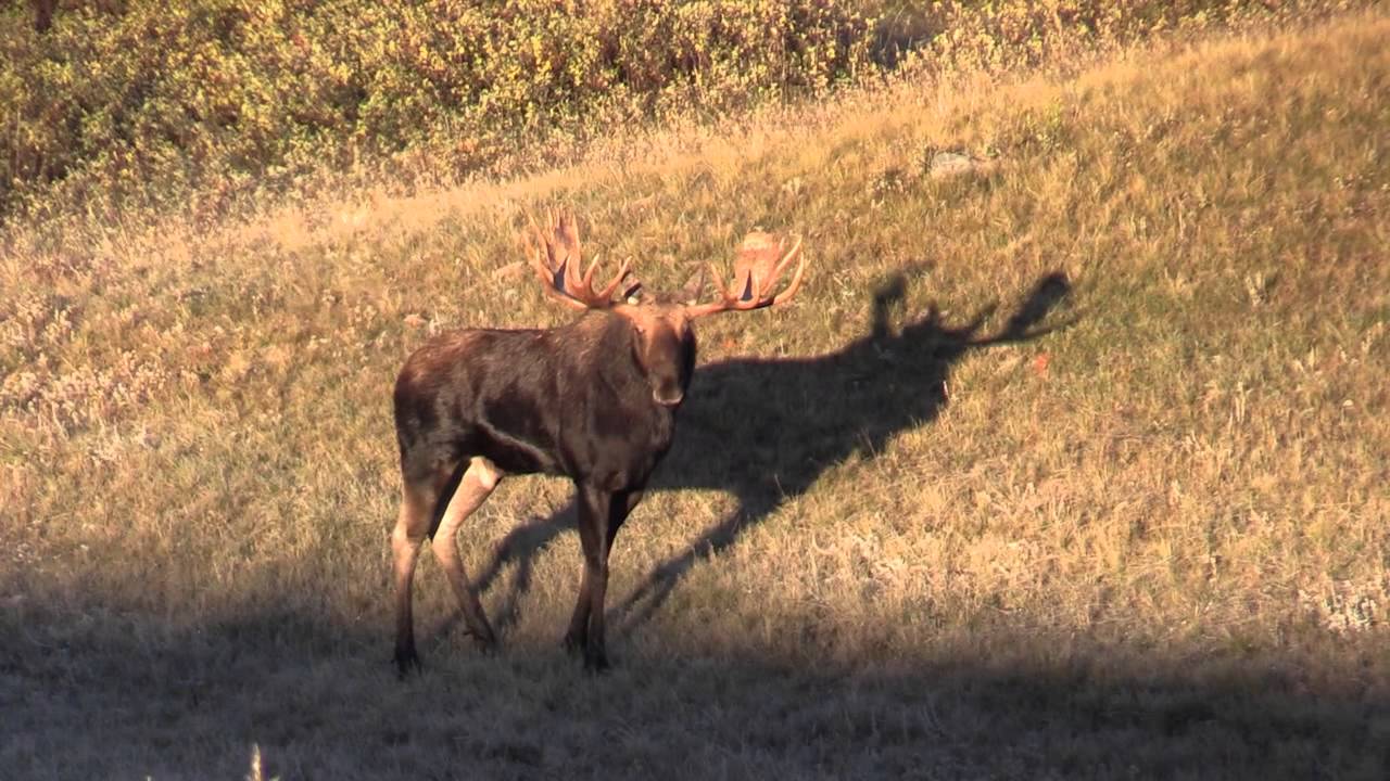 Alberta Prairie Moose - YouTube