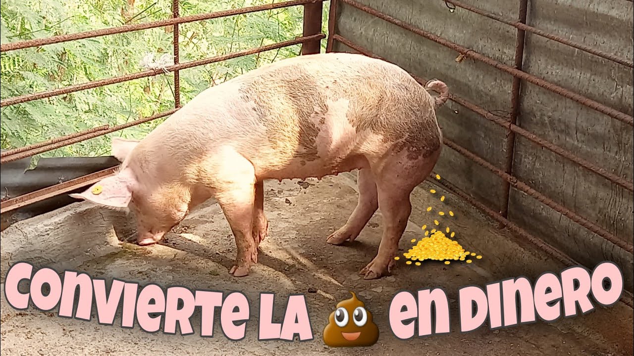 Sácale provecho al ESTIERCOL del CERDO - YouTube