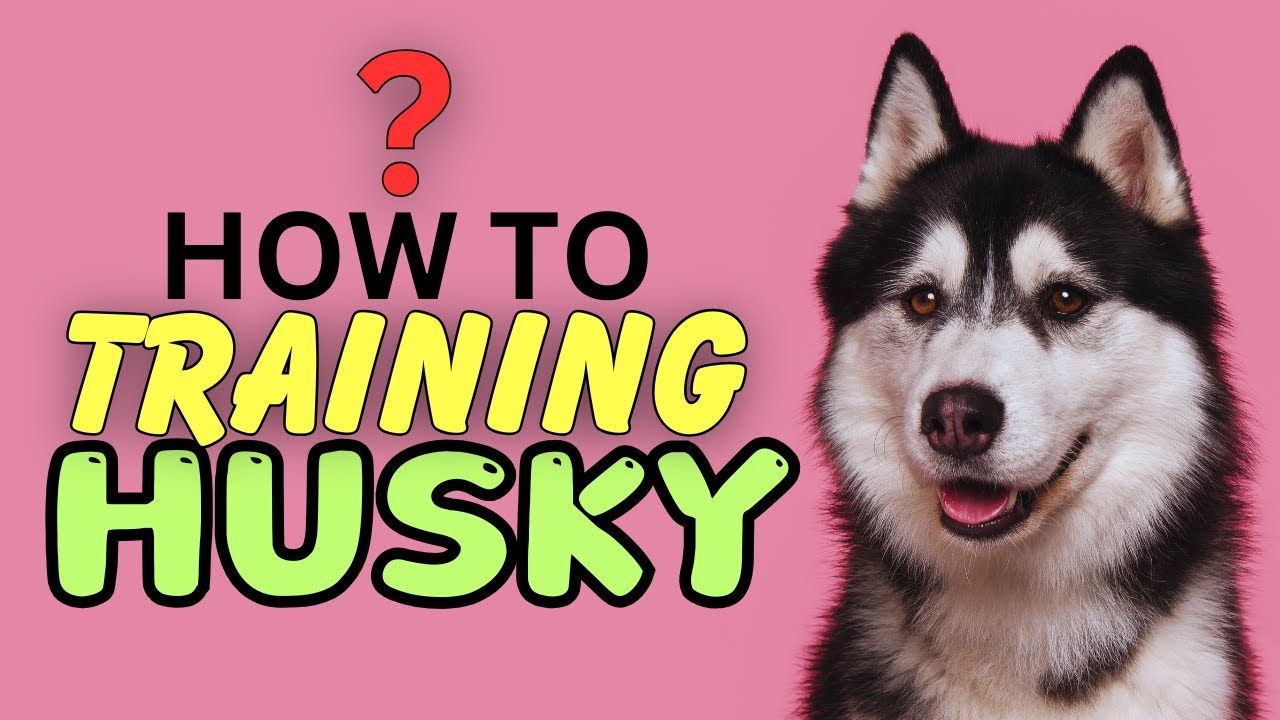 Why PATIENCE is key to TRAIN Huskies | Husky dog Tips @AnimalsLoveUSA # ...