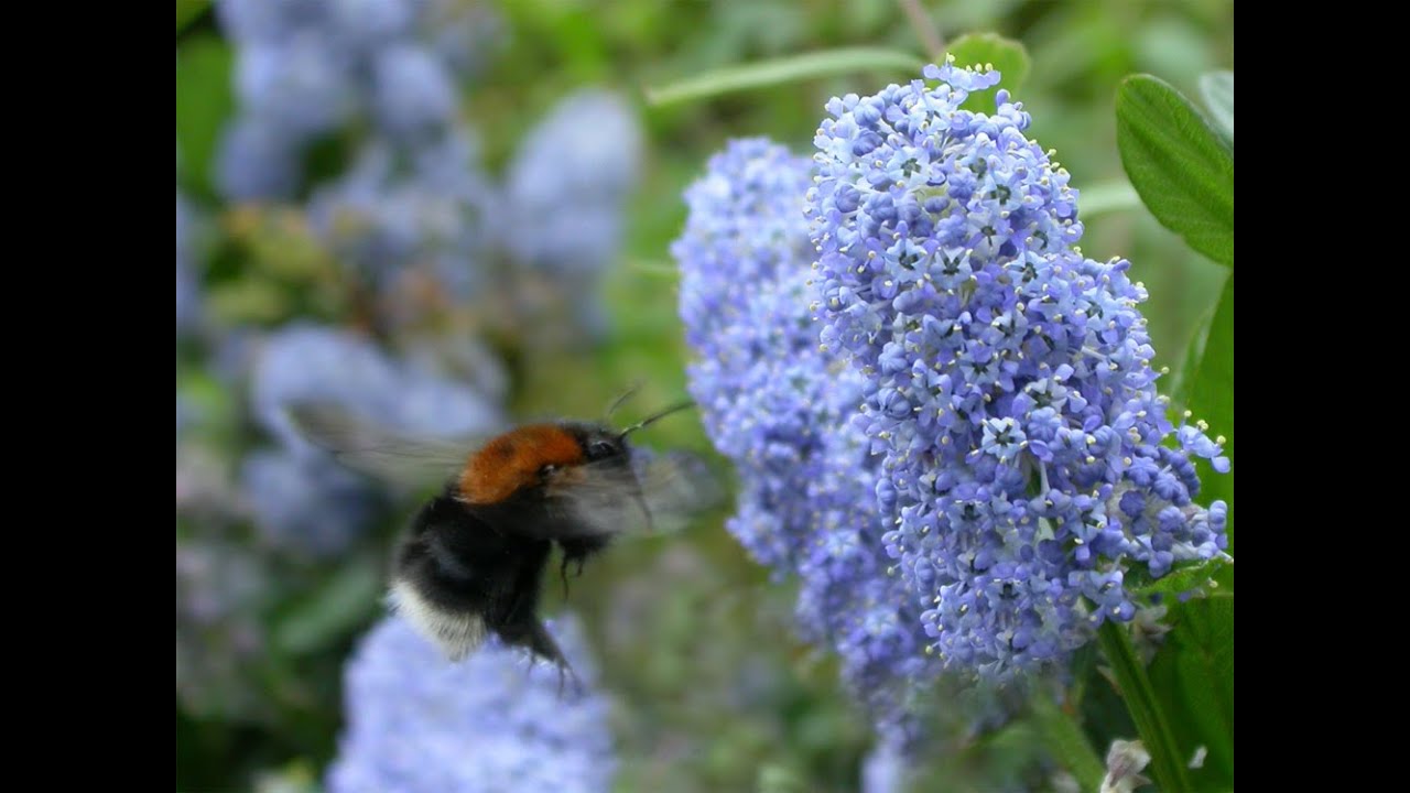 Lots of Bumblebees at the Bee Tree - YouTube