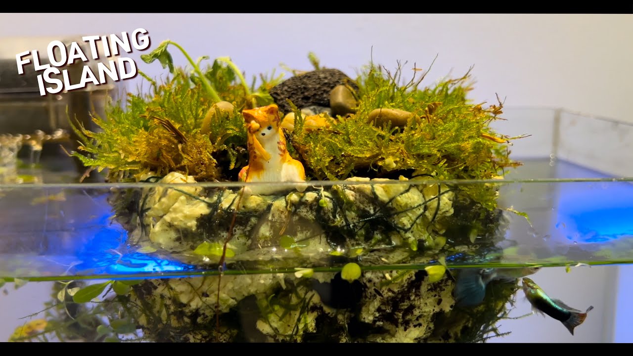 Floating Island Aquarium - YouTube