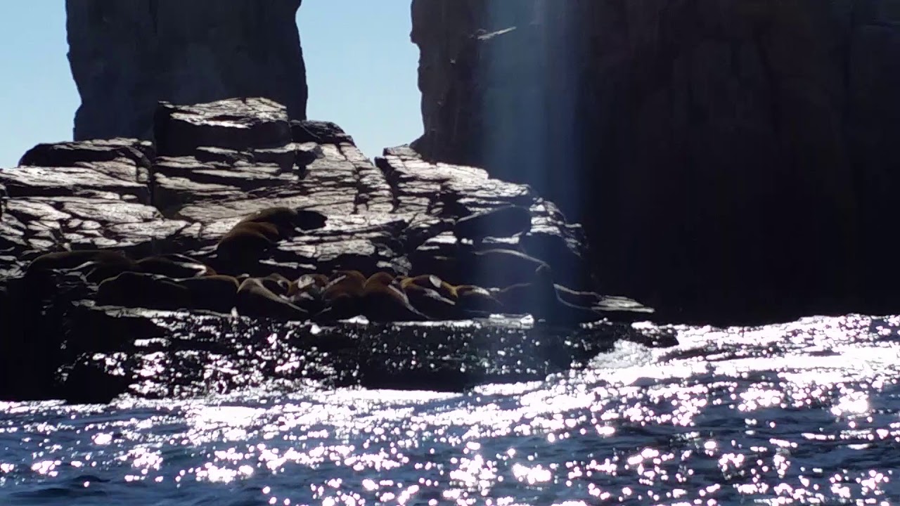 The Walrus island of Los Cabos - YouTube