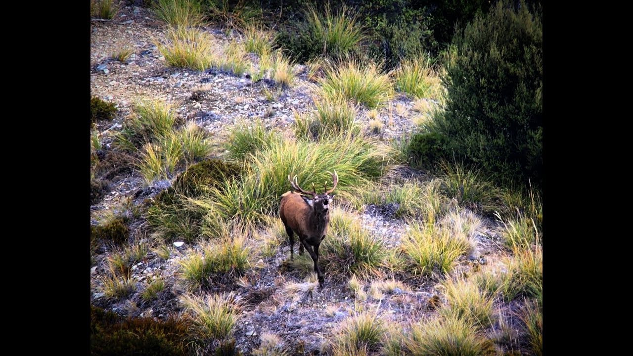 Red Stag Roar 2017 - YouTube